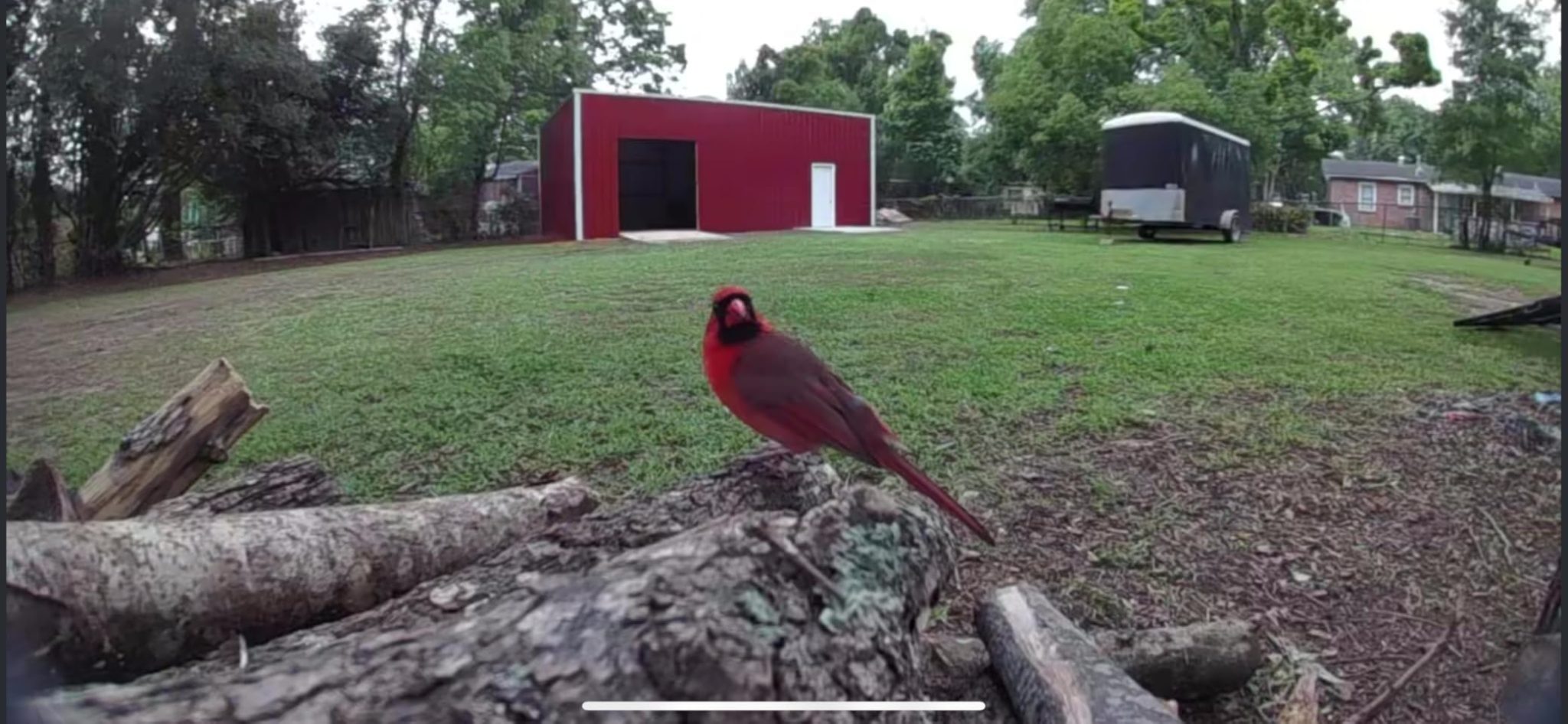 Ring Camera Animal Detection: The Ultimate Guide