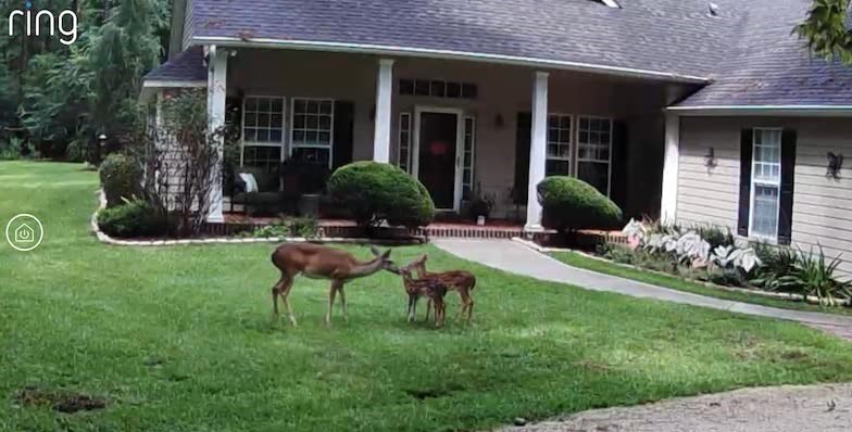 Ring Wildlife Camera: Could It Work?