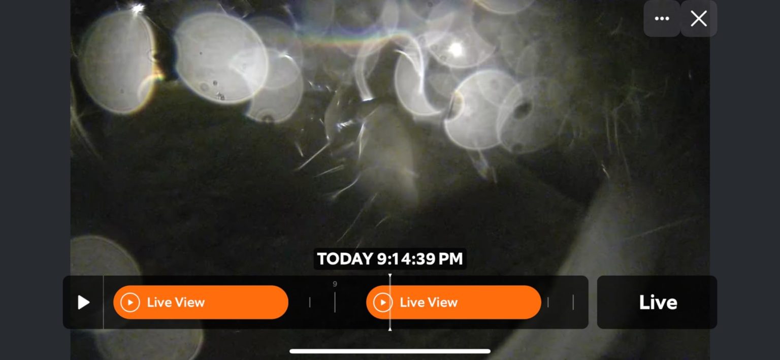 Why Do I See White Orbs On Ring Camera & How to Fix Them?