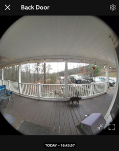 Ring Camera Animal Detection: The Ultimate Guide